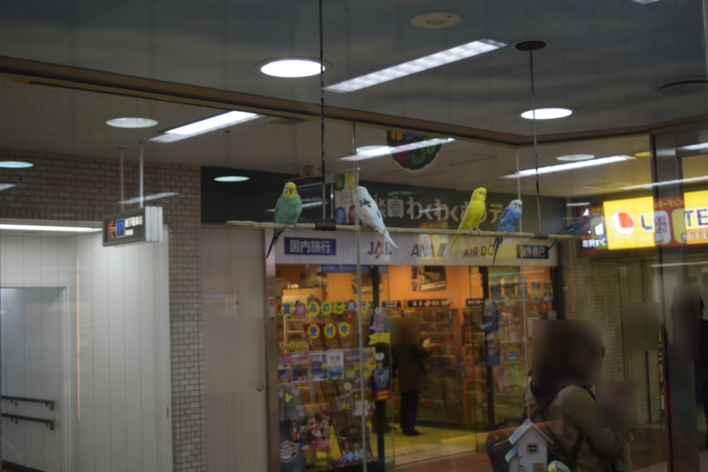 札幌駅・大通公園周辺にある癒やしの鳥スポット | 得北