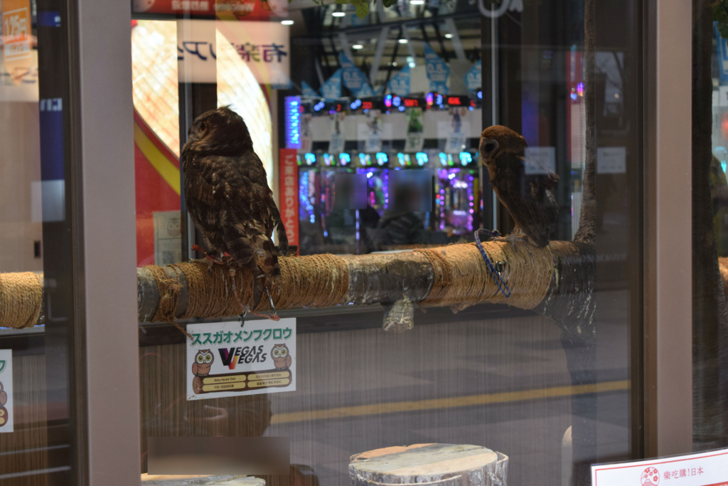札幌駅・大通公園周辺にある癒やしの鳥スポット | 得北